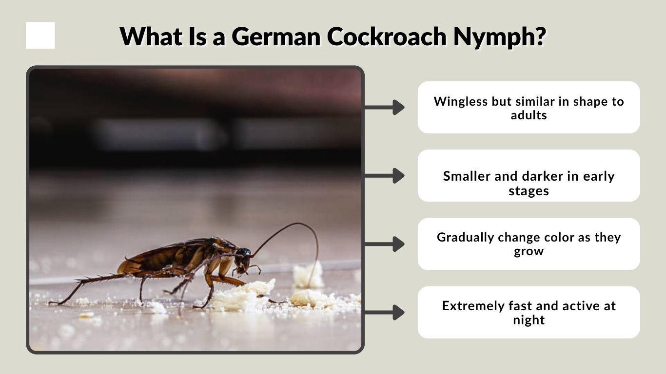German Cockroach Nymph: How to Identify and Get Rid
