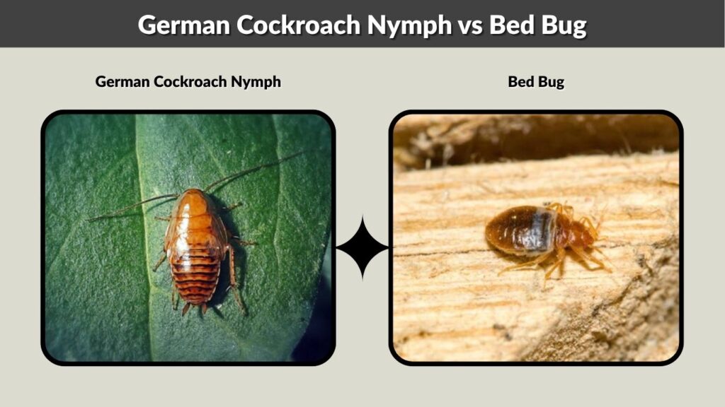 German Cockroach Nymph: How to Identify and Get Rid