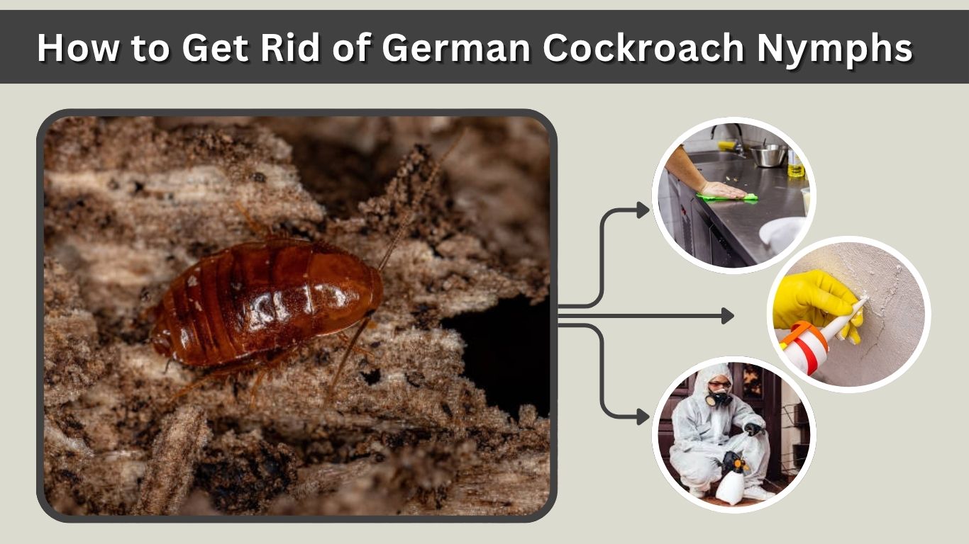 German Cockroach Nymph: How to Identify and Get Rid