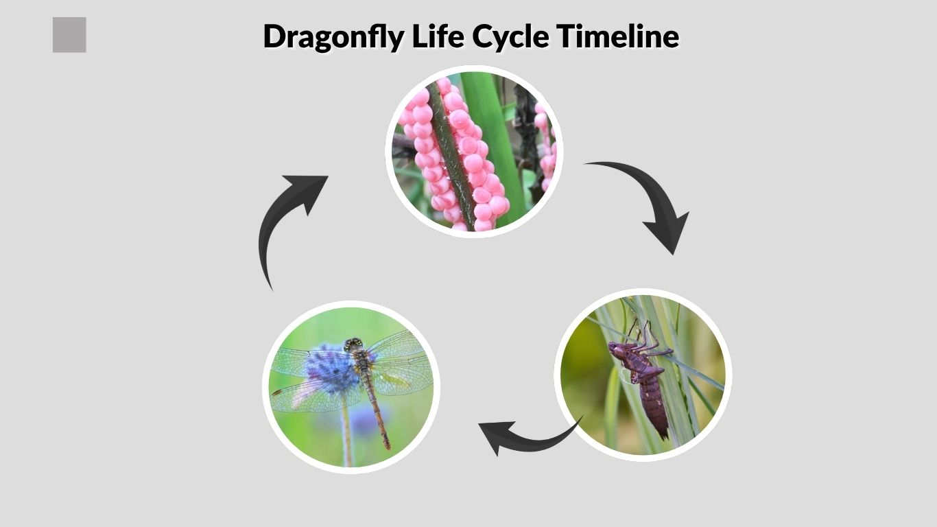Dragonfly Life Stages: Egg, Nymph and Adult Guide