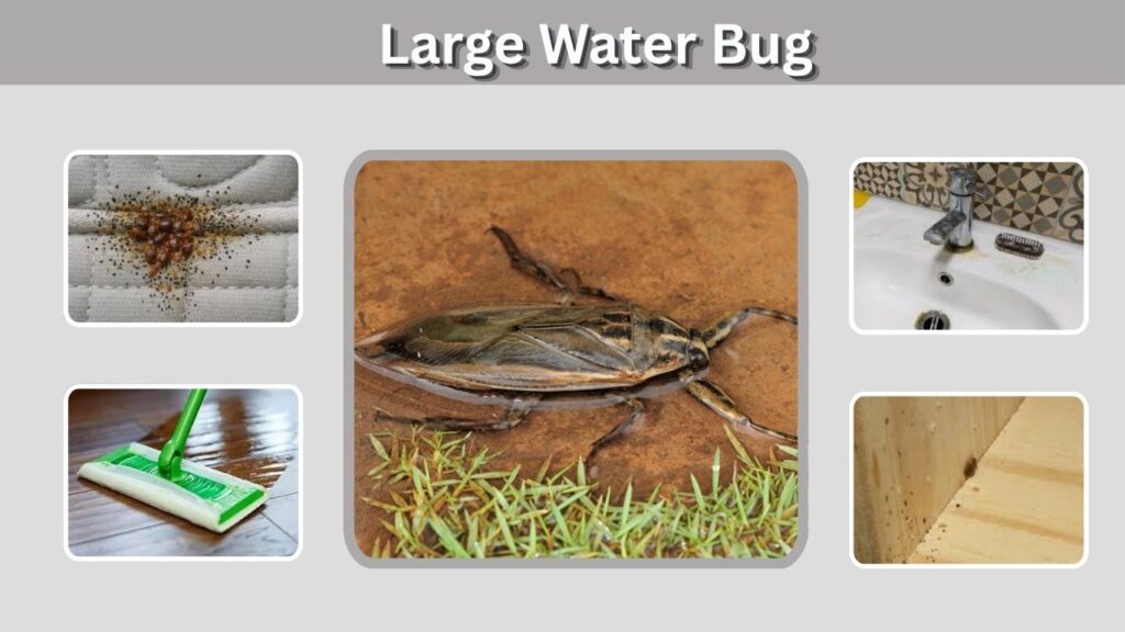 Home Dragonfly 2885
